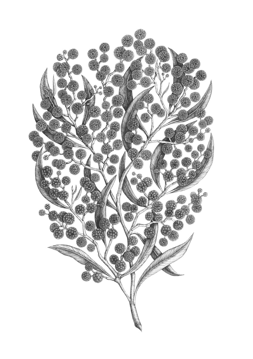 Wattle Original Pen and Ink Drawing – Paula Zetlein Art