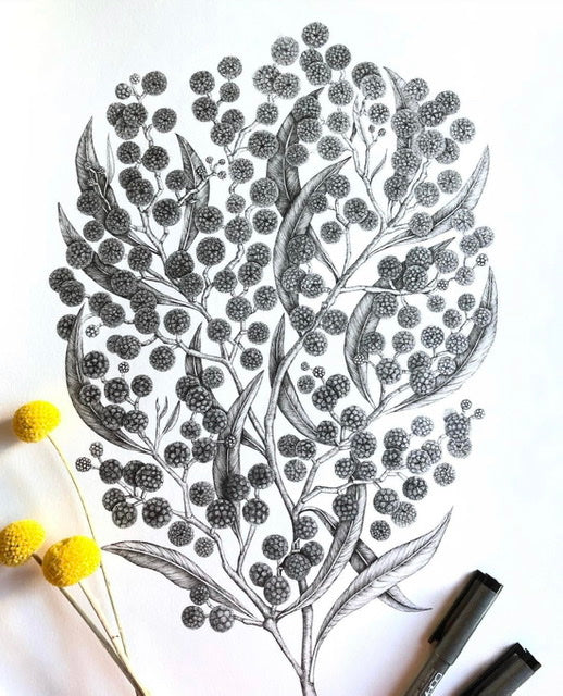 Wattle Original Pen and Ink Drawing – Paula Zetlein Art