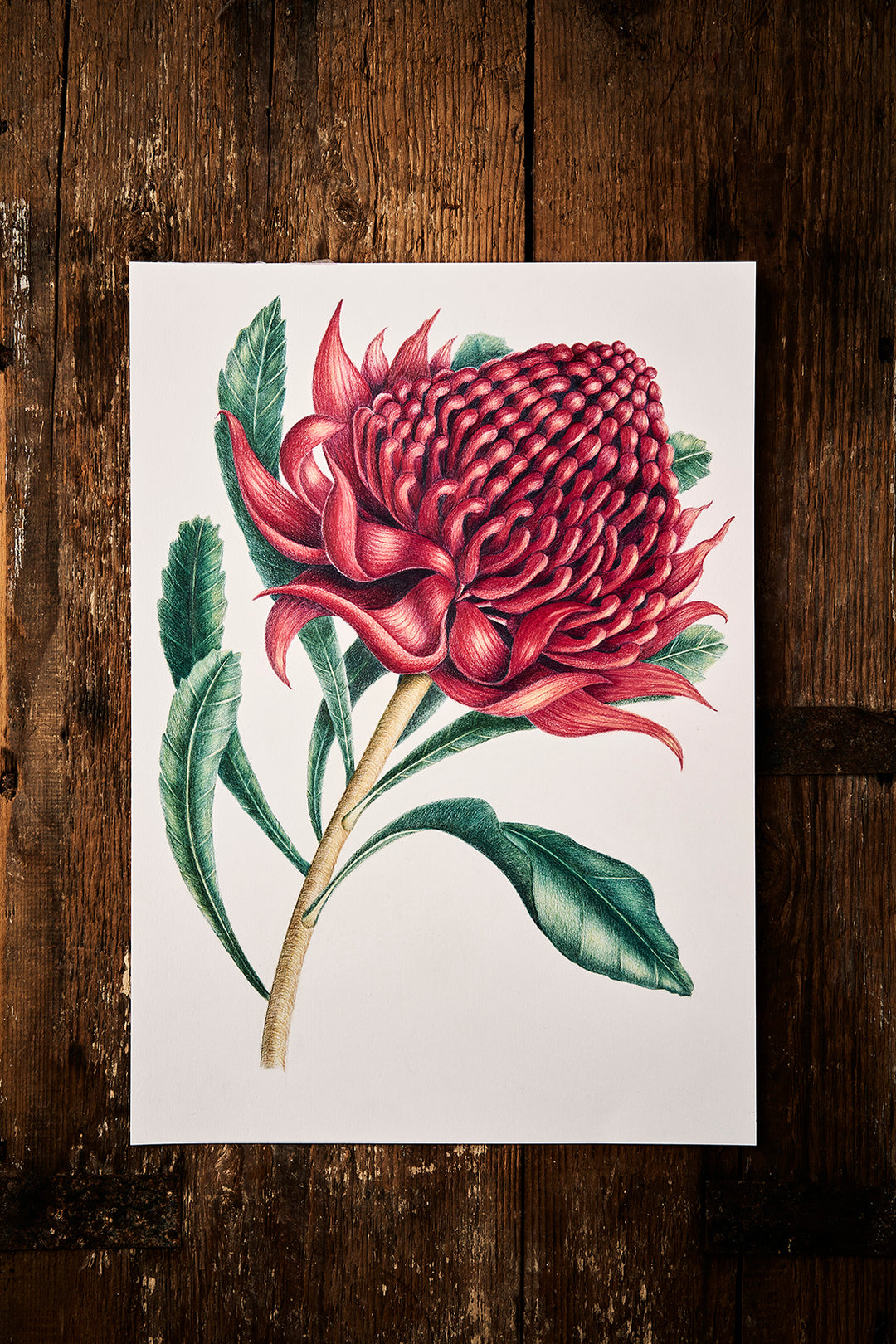 Red Waratah Original Drawing – Paula Zetlein Art