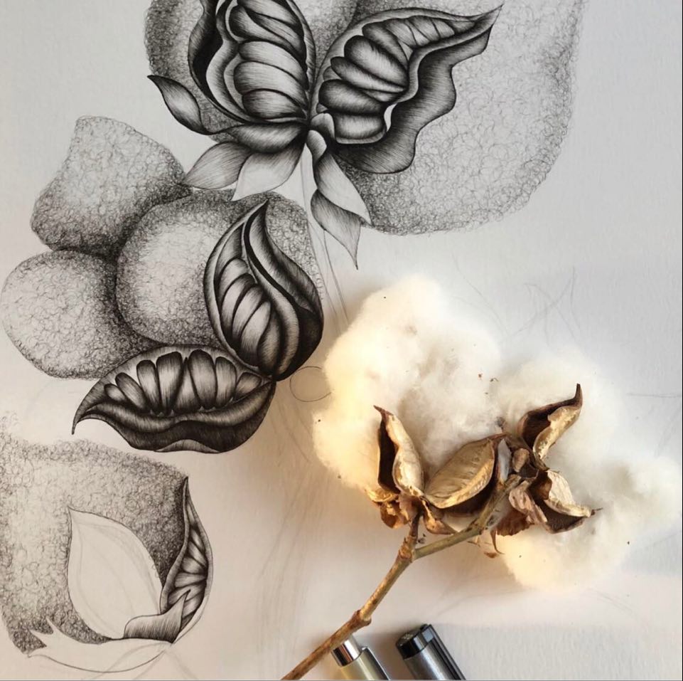 Cotton Original Pen and Ink Drawing – Paula Zetlein Art